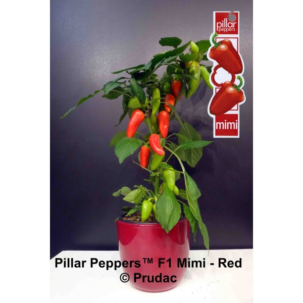 Semillas Pimiento Pillar Peppers F1 Mimi Rojo